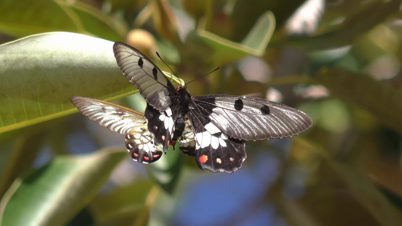 Clearwing Swallowtail - YouTube