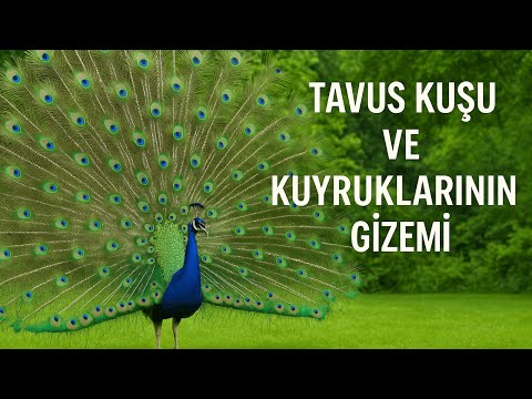 Tavus Kuşunun Kuyruğundaki Sırrı Keşfet!