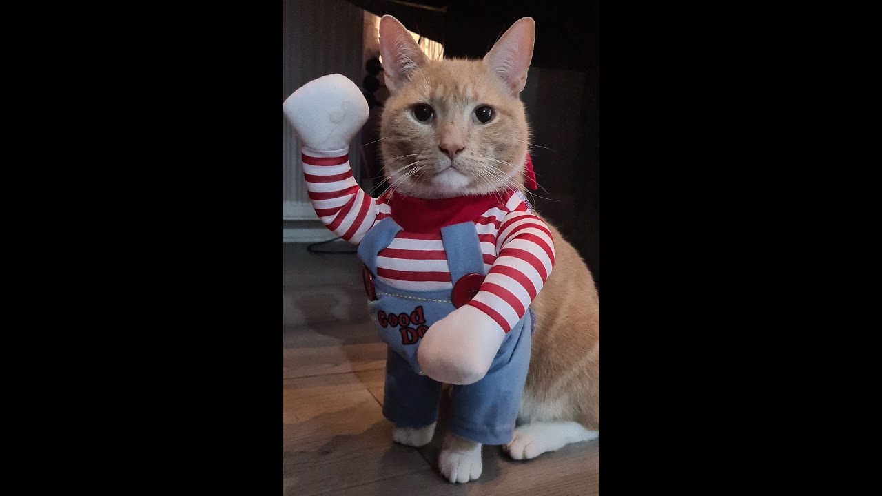 Beautiful kitten and cat play chucky sweet cats #cats #kitens - YouTube