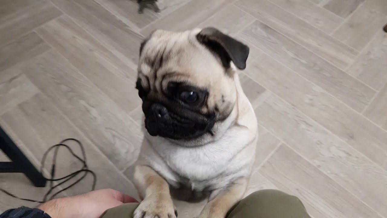 WHEN THE PUG COMES AND ASKS (gdy przychodzi mops i prosi) - YouTube