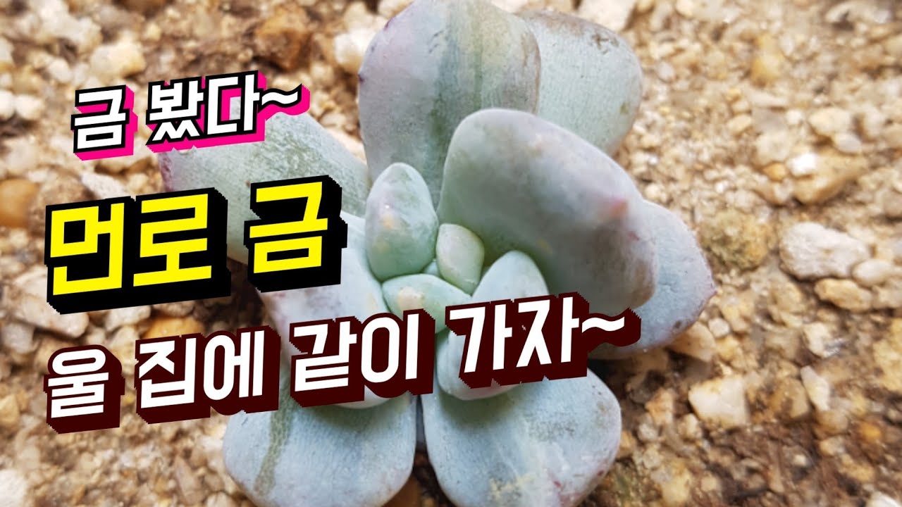 인천다육 국민다육과 묵둥이 많이 들어왔습니다인천다육도매다육이싼집신상다육세일화분세일옥연목대다육이름다육가격천원다육