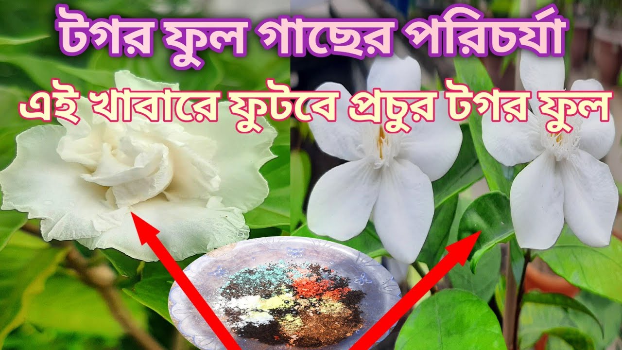 টগর ফুল গাছের পরিচর্যা/এই খাবারে ফুটবে প্রচুর টগর ফুল/Togar flower ...