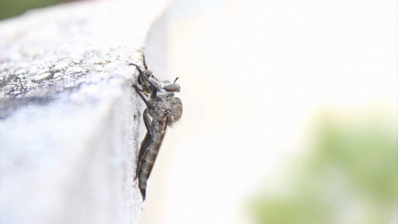 Mosca assassina mangia un' ape - 1080p Full HD - YouTube