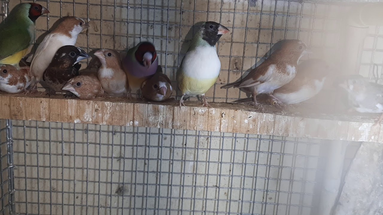Lutino love bird, Bengali finch & Zebra finch for sale. - YouTube