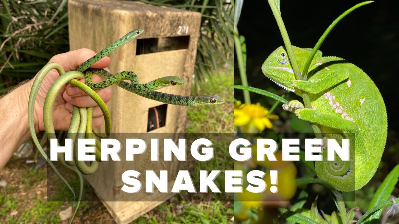 HERPING GREEN SNAKES, CHAMELEONS AND FROGS IN SOUTH AFRICA! - YouTube