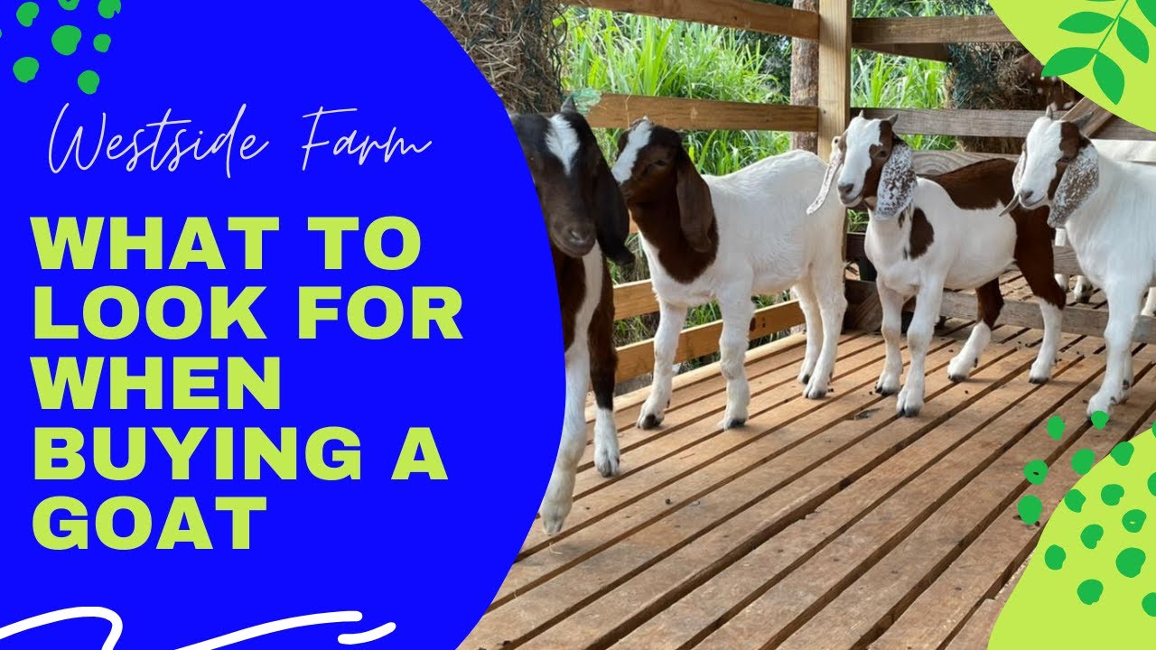 What to look for when buying a goat. - YouTube