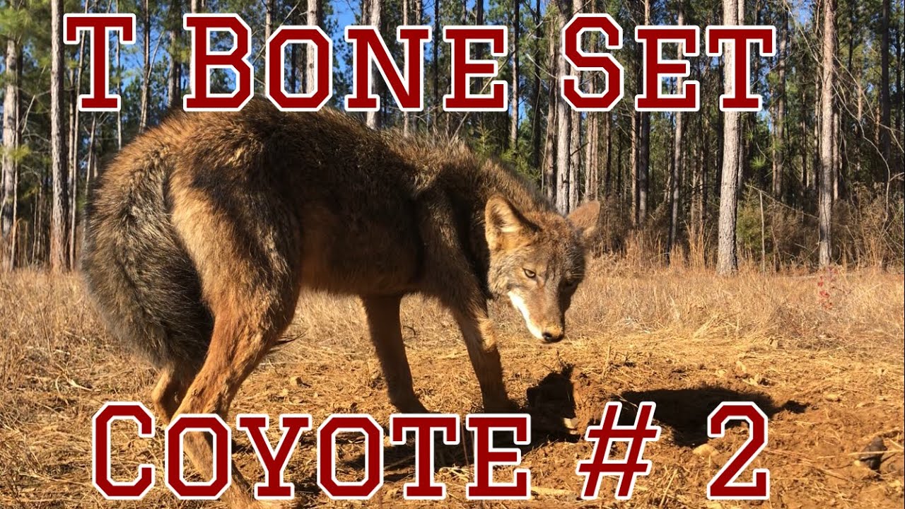 Trapping Coyotes with T Bones - YouTube
