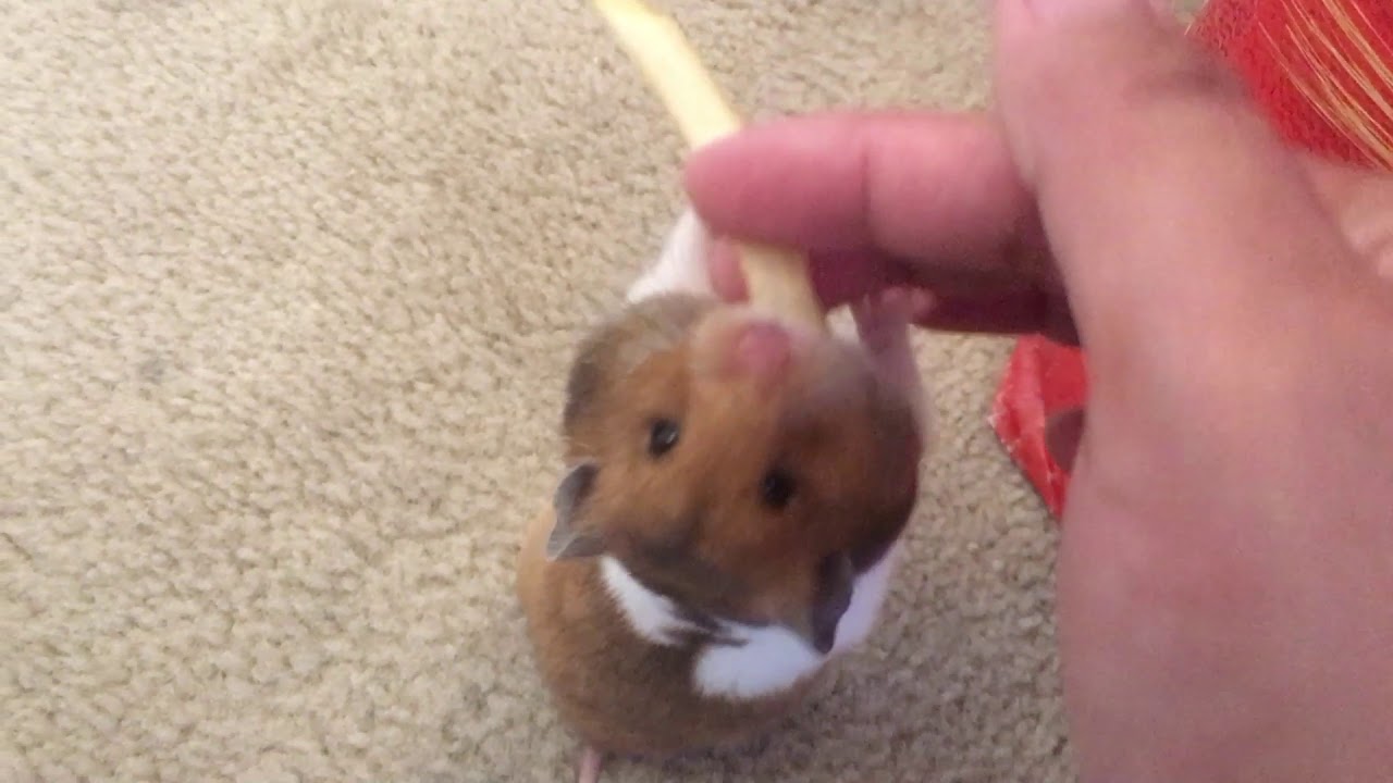 Quick Hamster Grabs French Fry and Eats It! - YouTube