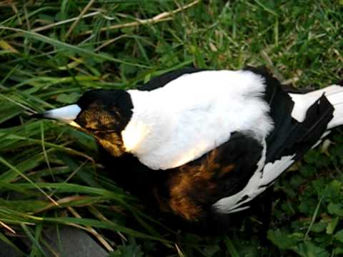 Australian Magpie (in NZ) Mimicking - YouTube