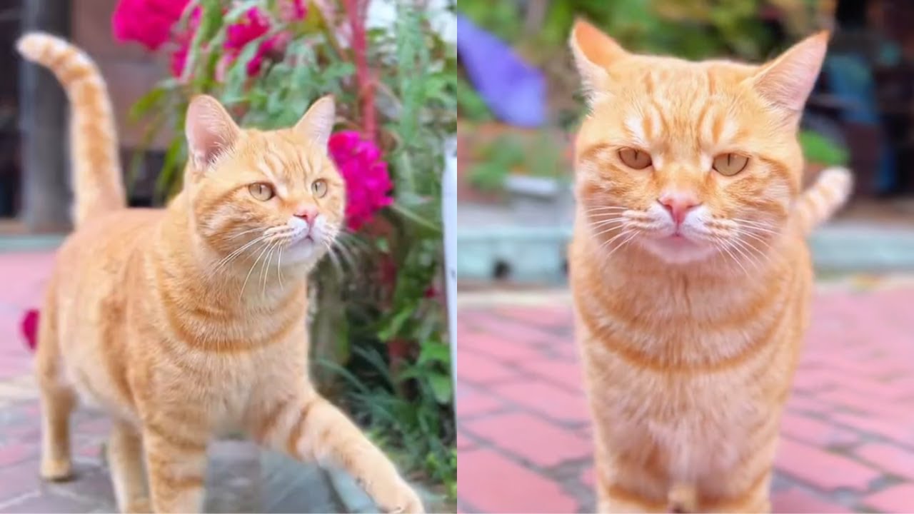 A Heartwarming Morning with a Cute Orange Stray Cat - YouTube