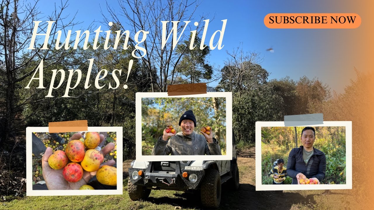 Wild Apple Hunt in the Village | Discovering Nature’s Hidden Treasures ...