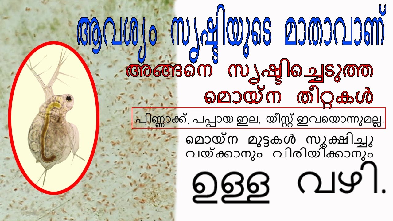 Moina - A Complete Guide, Moina Breeding and Feeding. നഷ്ടപ്പെട്ട മൊയ് ...