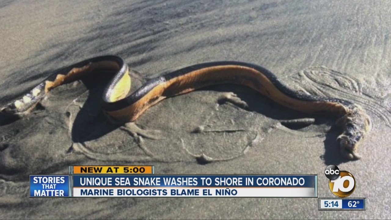 Unique sea snake washes to shore in Coronado - YouTube