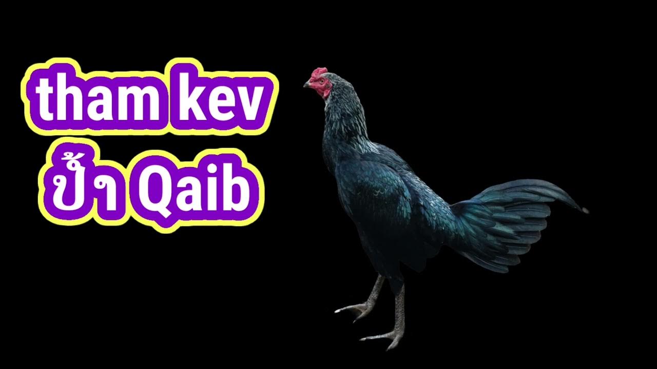 tham kev ປ້ຳ qaib - YouTube