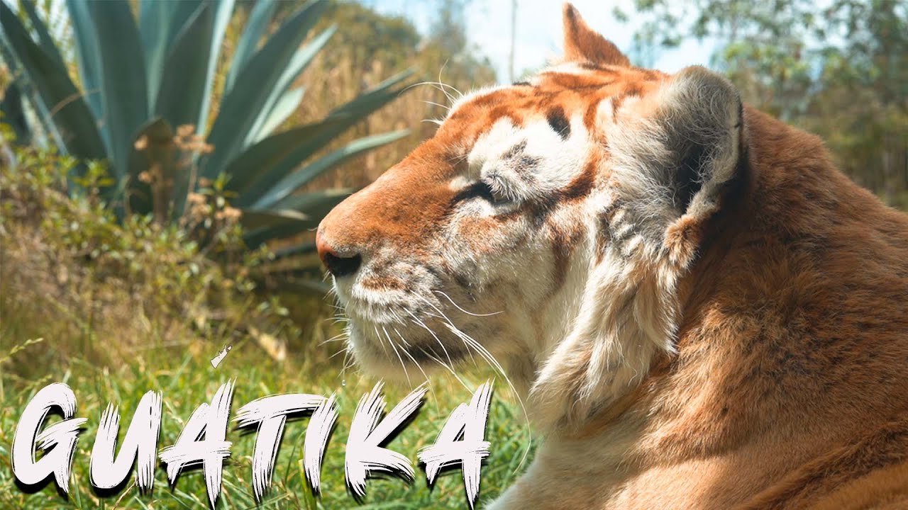 Bioparque Guátika - YouTube