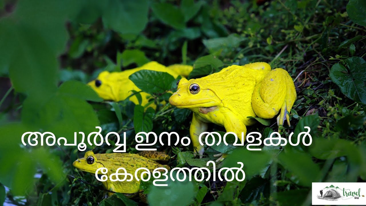 Hoplobatrachus Tigerinus|Yellow Frog In Kerala|How do mate Indian Bull ...