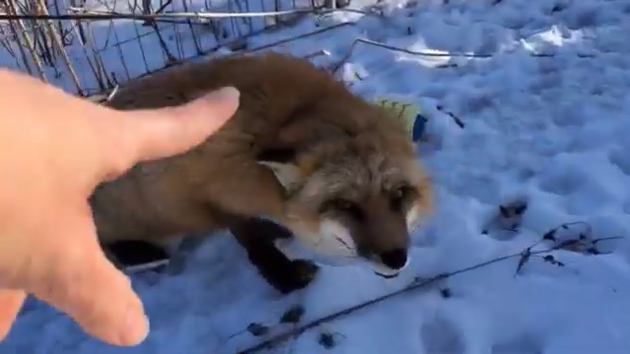 Finnegan fox getting love - YouTube