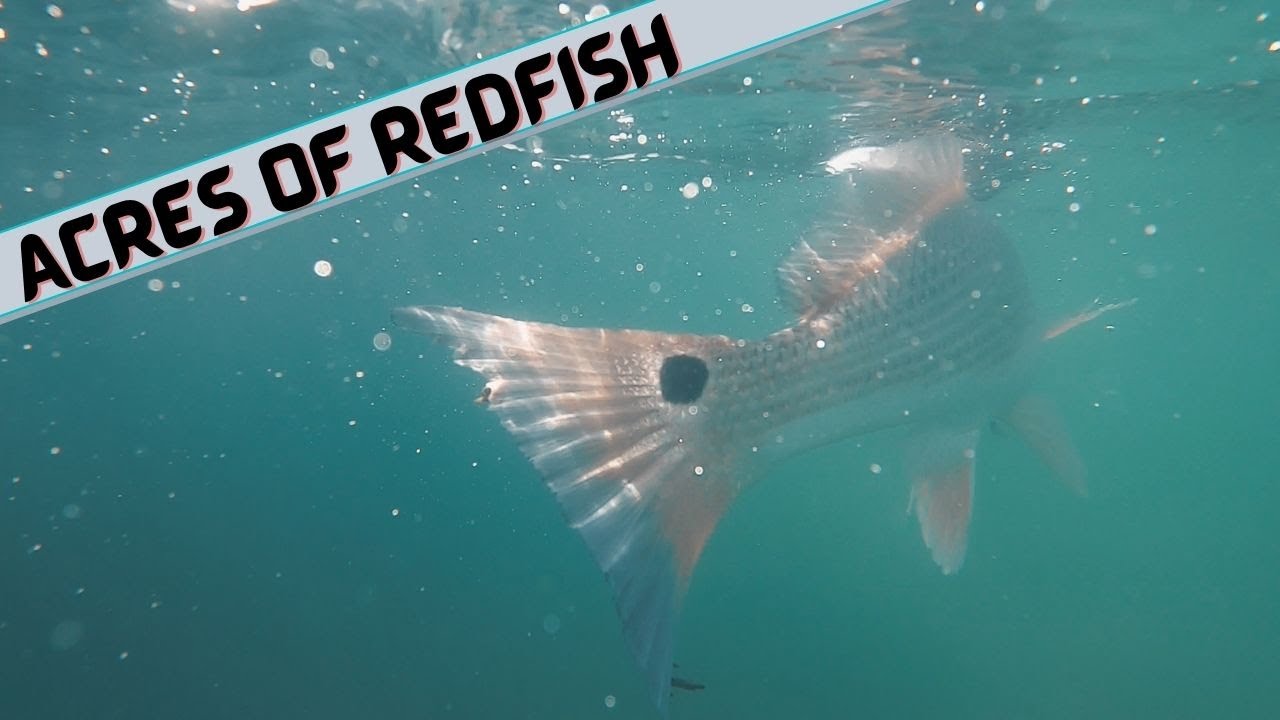 Sight Casting Huge Schools of Spring Redfish, Outer Banks - YouTube