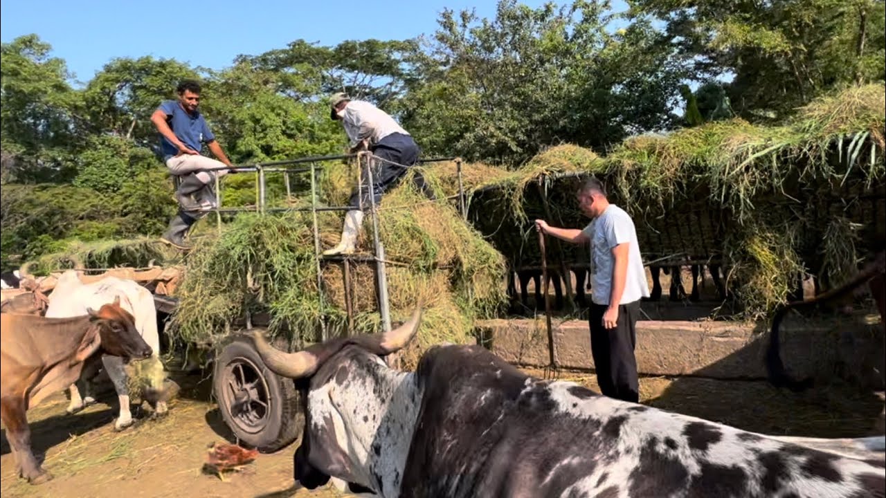 Alimentando el ganado 🐄 con zacate zuaso - YouTube