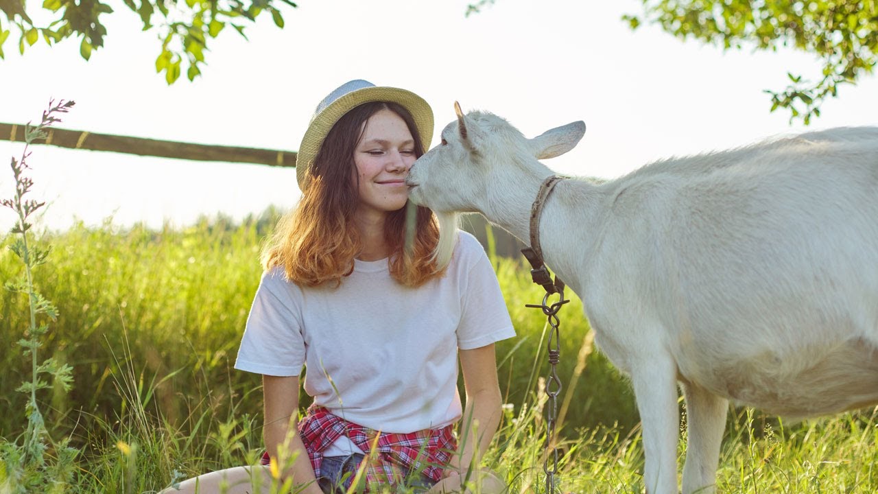 Sheep soundsㅣLearn Baaing, Bleating, Yelling, Screaming and Meh Sound ...