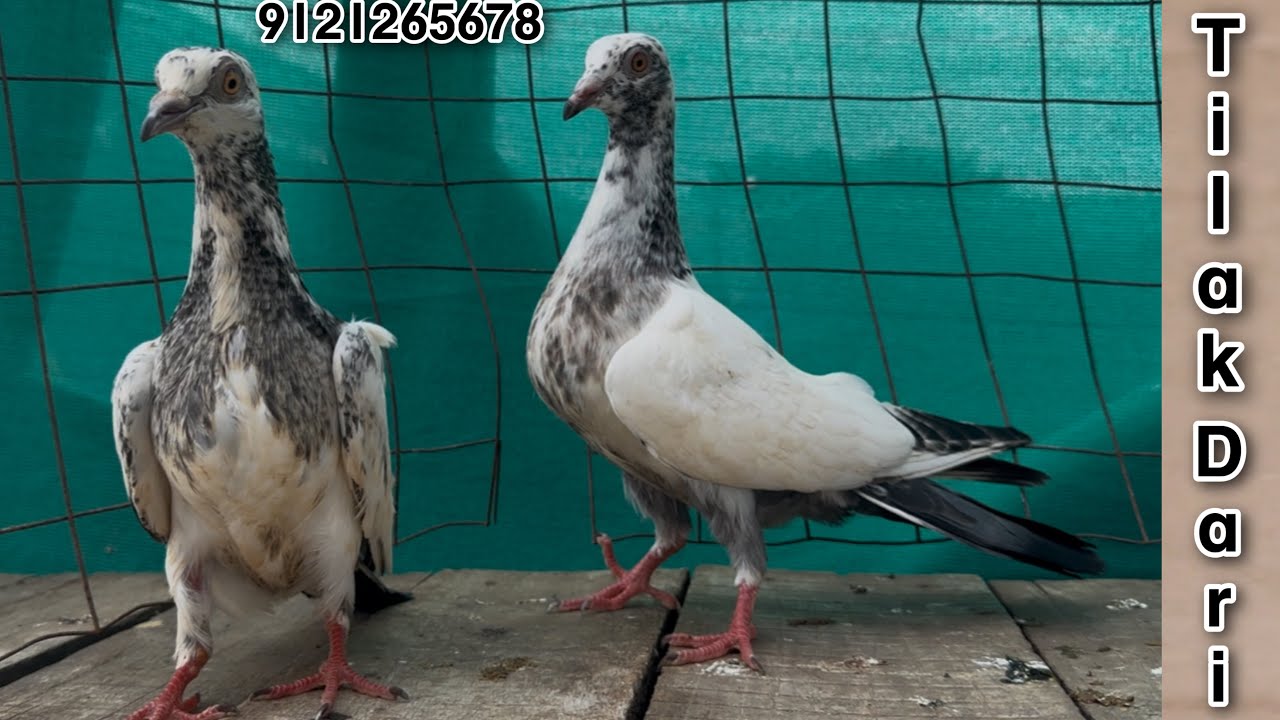 2 pigeons successfully delivered to Tilak Dari bhai | Howrah | West Bengal - YouTube
