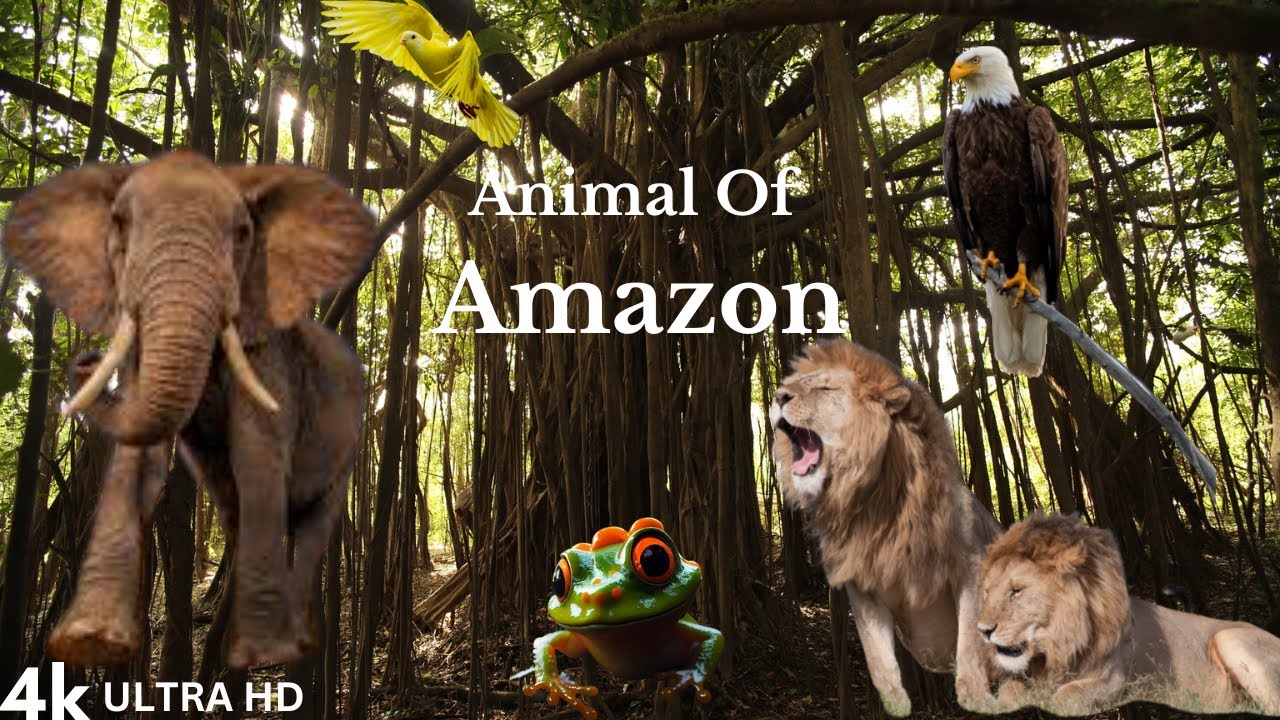 Animals of amazon in 4k HDR Dolby Vision, Leopard, Toucan, Elephant ...