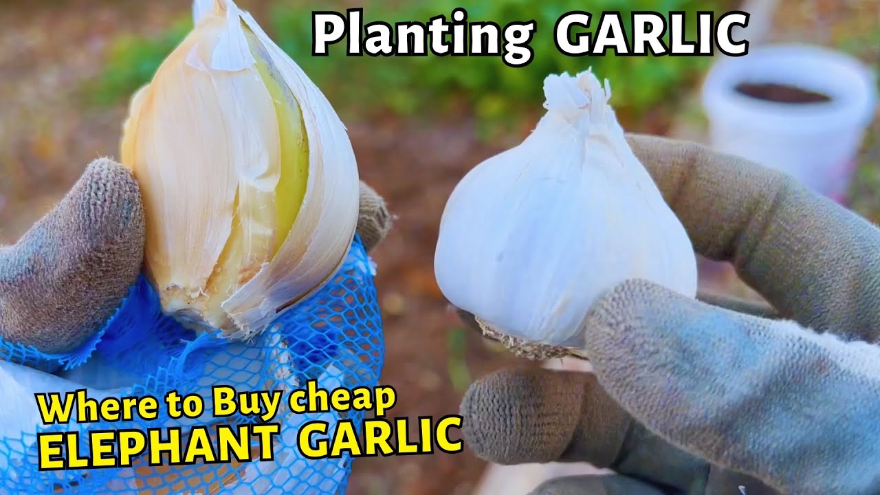 Planting giant elephant garlic and store bought garlic. Fall planting ...