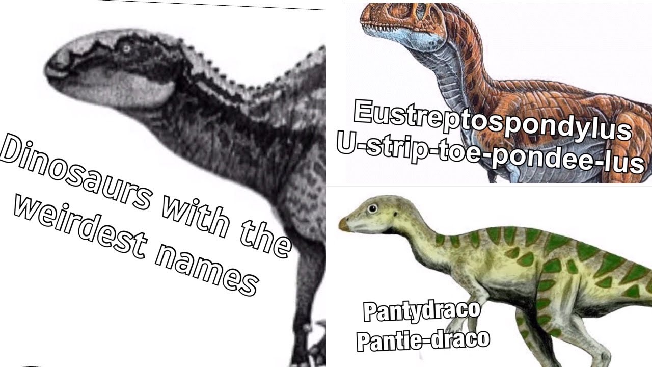 Why do Dinosaurs have weird names? - YouTube