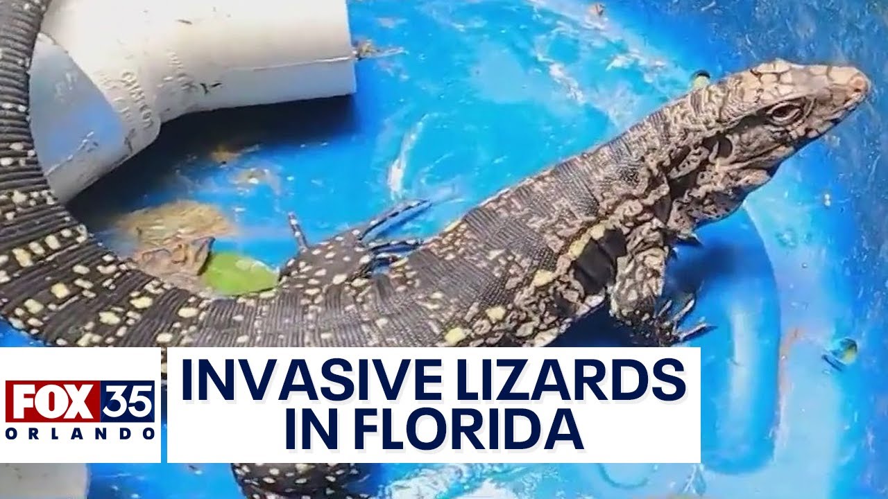 Florida man finds dangerous, invasive lizard in backyard - YouTube