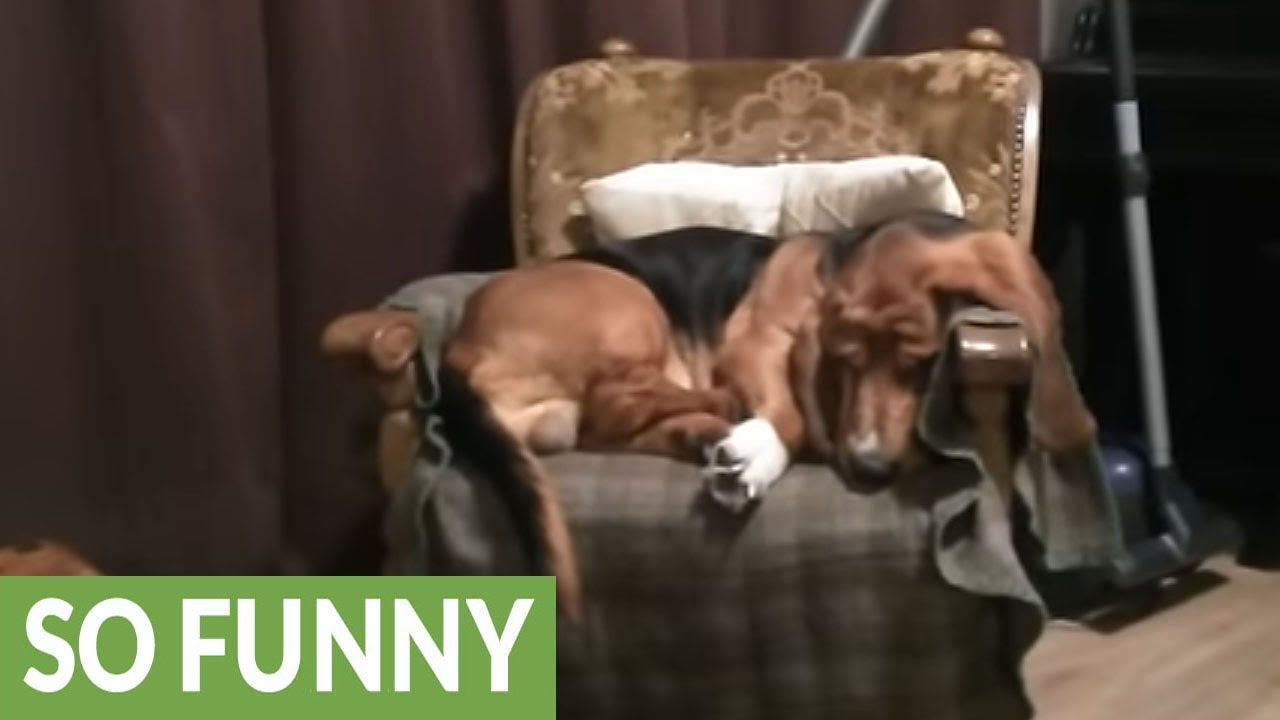 Hilarious "conversation" between owner and dog - YouTube