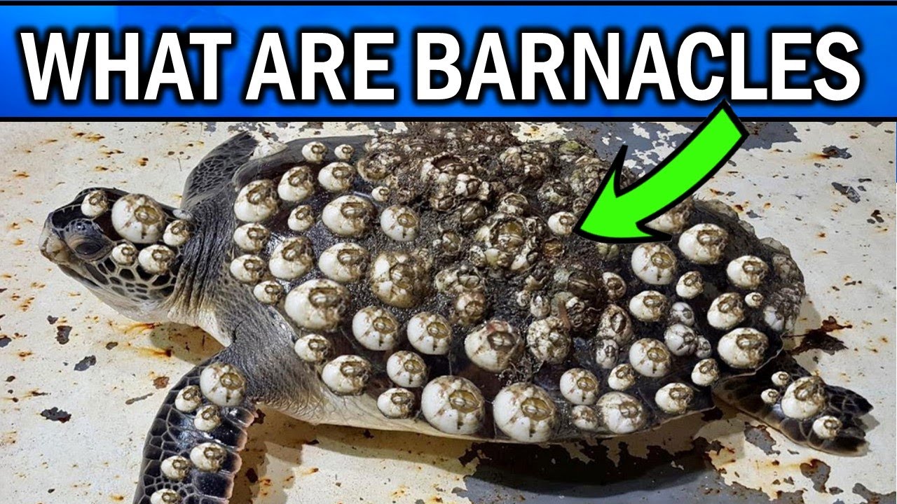 WHAT ARE BARNACLES ? Ocean's Sticky Marvels! - YouTube