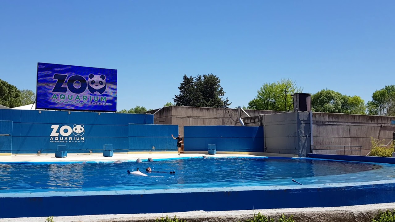 ZOOLÓGICO DE MADRID - NUEVA TEMPORADA 2019 - YouTube