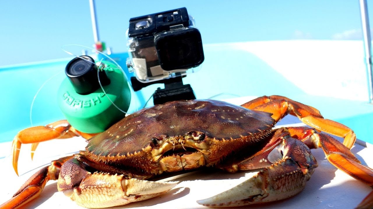 I Strapped TWO CAMERAS On This Jumbo CRAB and Dropped It In the OCEAN ...