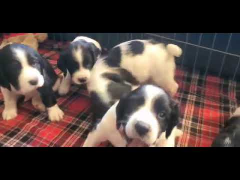 Maple Hill Farm English Springer Spaniels Litter Playtime A - YouTube