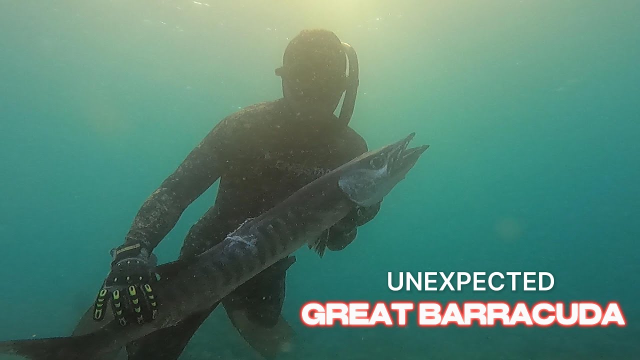 MONSTER BARRACUDA nasa 10 meters lng!! #spearfishingphilippines # ...