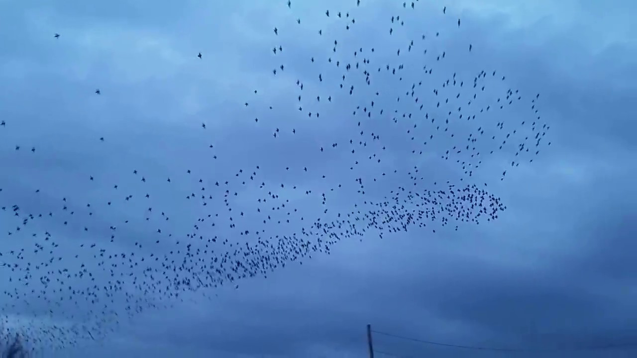 Swarm Of Birds YouTube swarm-of-birds-youtube
