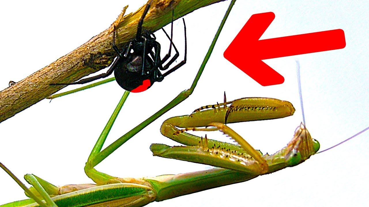 Deadly Spider Vs Giant Praying Mantis Part 3 Educational Spider Study ...