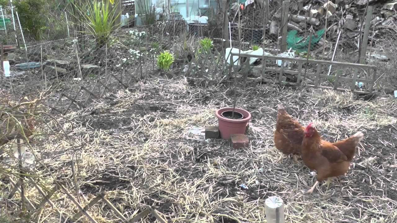 Columbian Blacktail Chickens 5th March 2013 - YouTube