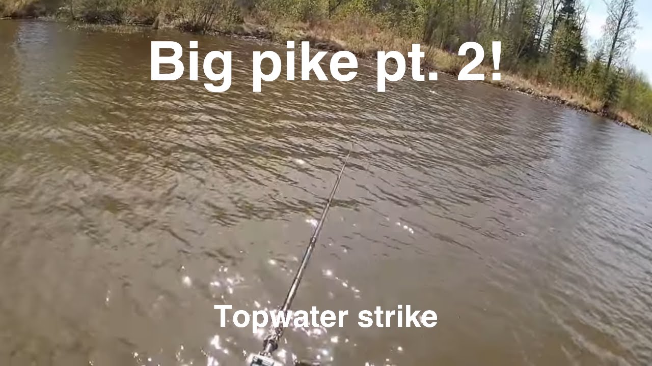 Big Canadian Pike Pt. 2 Topwater Strike - YouTube