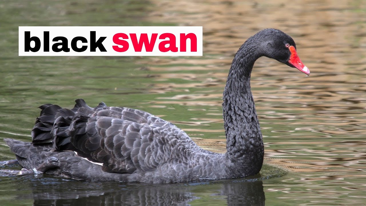 Beautiful black swan | Delhi zoo | Australian Black swan 🦢 | pets cafe ...