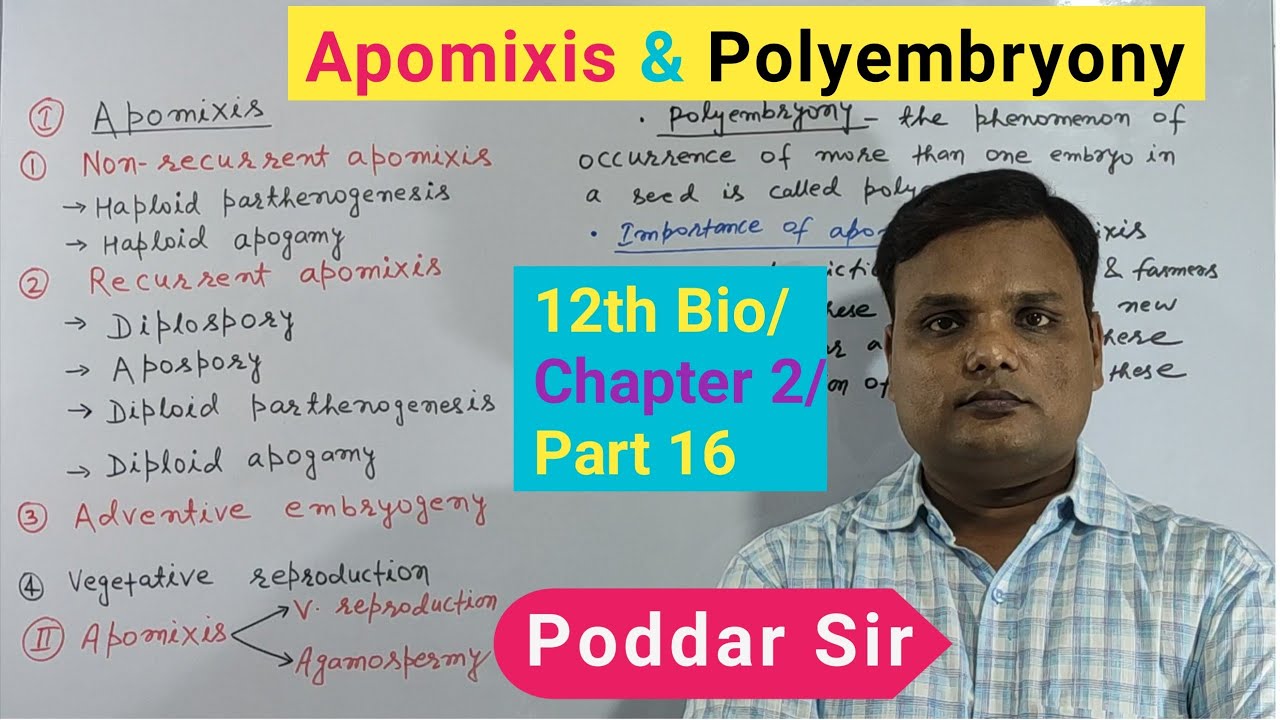 Apomixis & Polyembryony/Sexual Reproduction in Flowering Plants Chapter ...