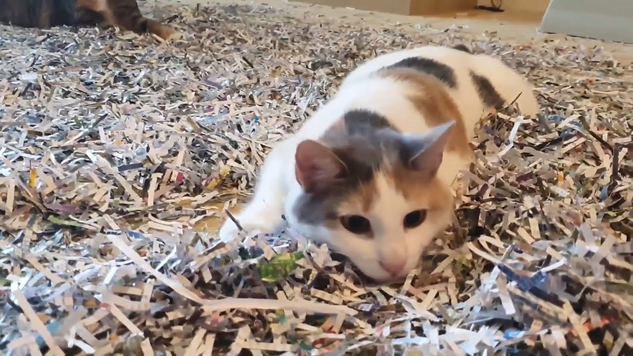 Paper Pandemonium: Cats Unleash Shredded Fun! | Moggy Mayhem - YouTube