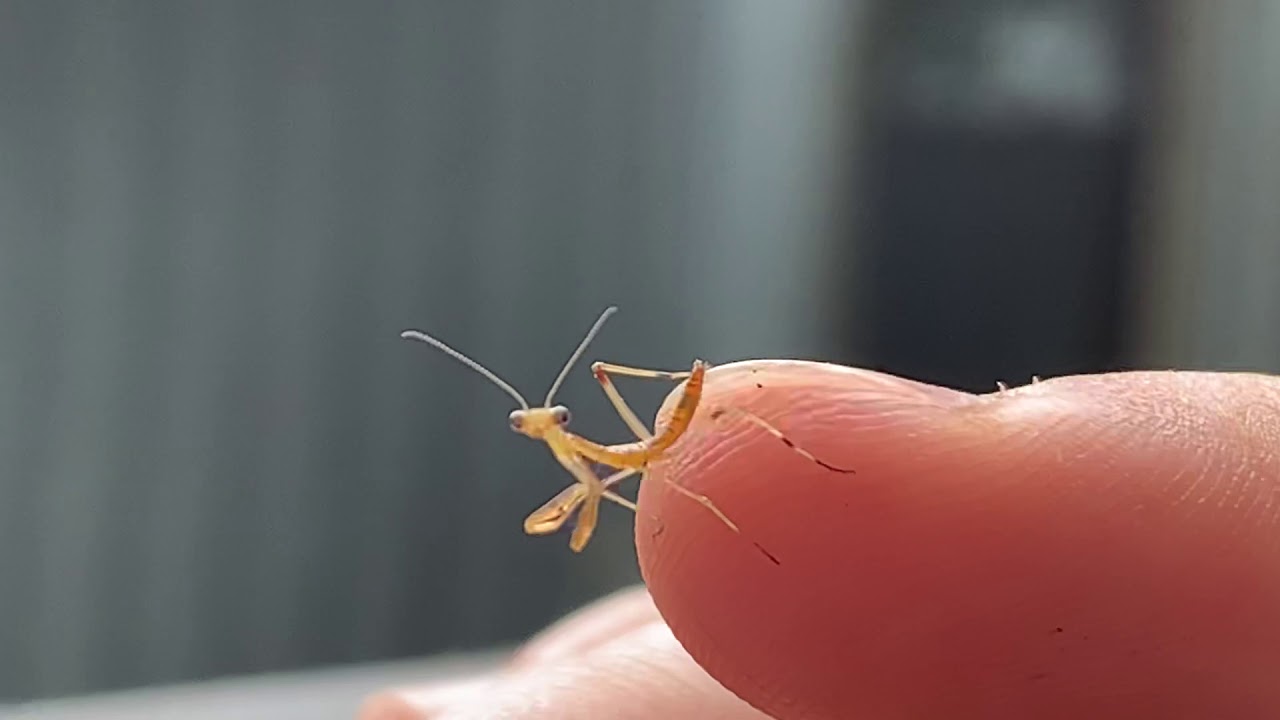Praying mantis video, TINY PRAYING Mantis baby, baby praying mantis - YouTube