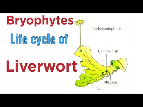 Life cycle of Liverwort || Plant kingdom || Bryophytes. - YouTube