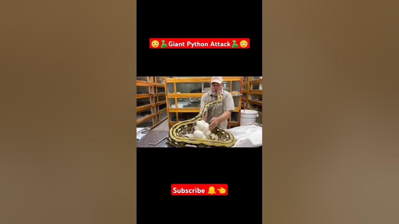 😳🐍Giant Python Attack🐍😳#python #giant #shorts #snake #trending #youtube ...