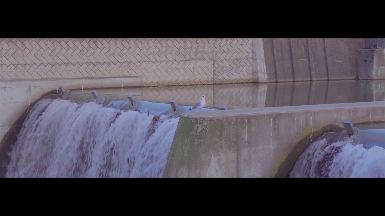 Flash Cooking A Seagull - YouTube