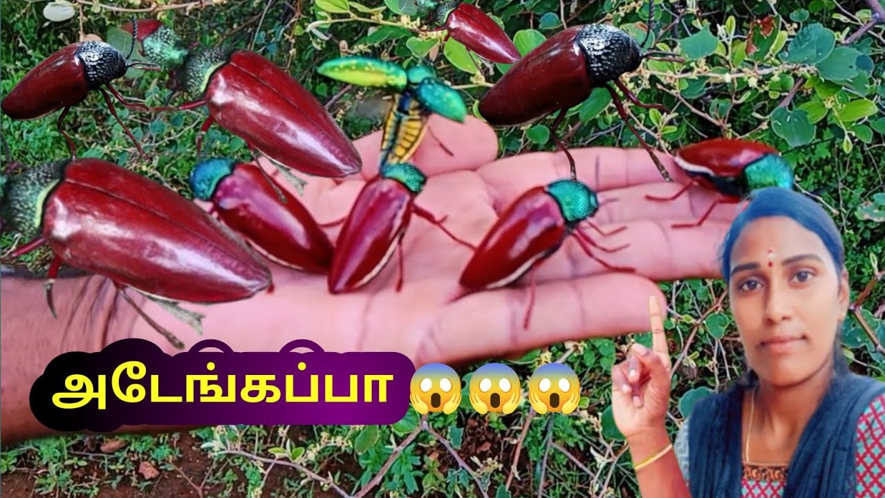 அடர்ந்த காட்டில் பொன்வண்டு புடிக்க வந்தாச்சி 😱😱😱 #ponvandu#goldenbeetle ...