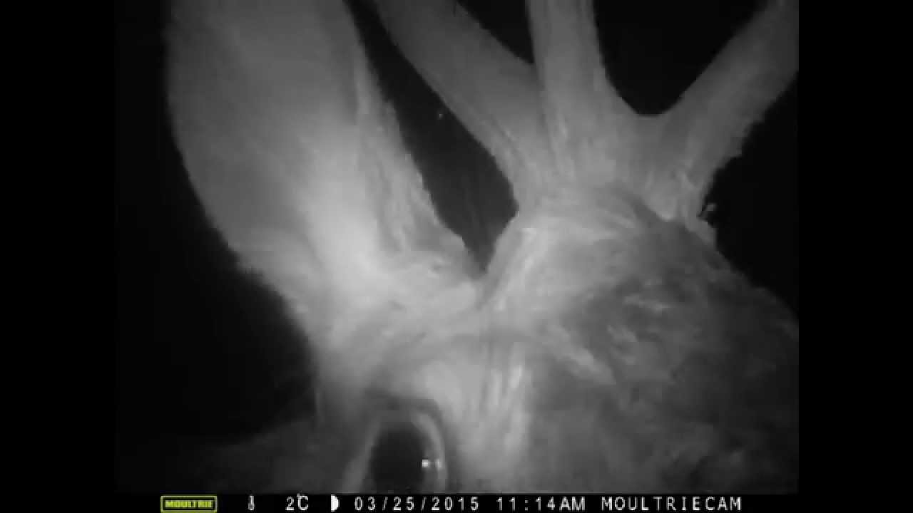 Red stag 12 point - Checks trail camera - YouTube