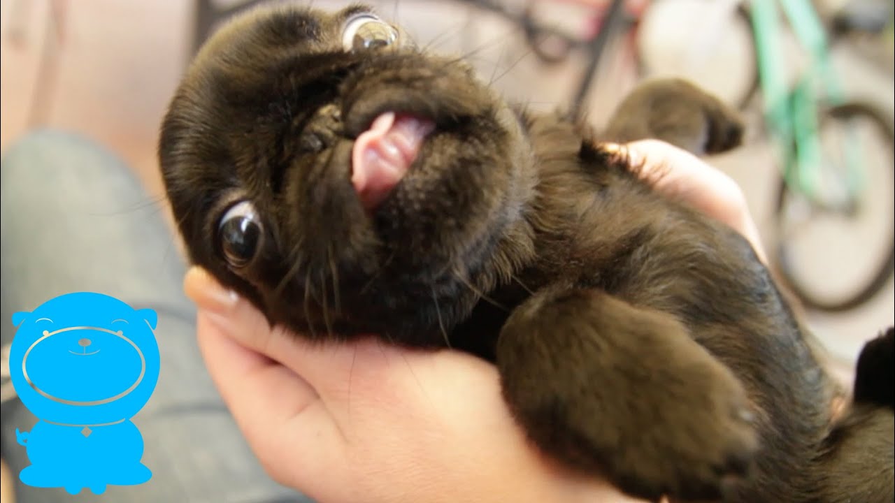 30 Seconds Of Slow Motion Pug Puppies - YouTube