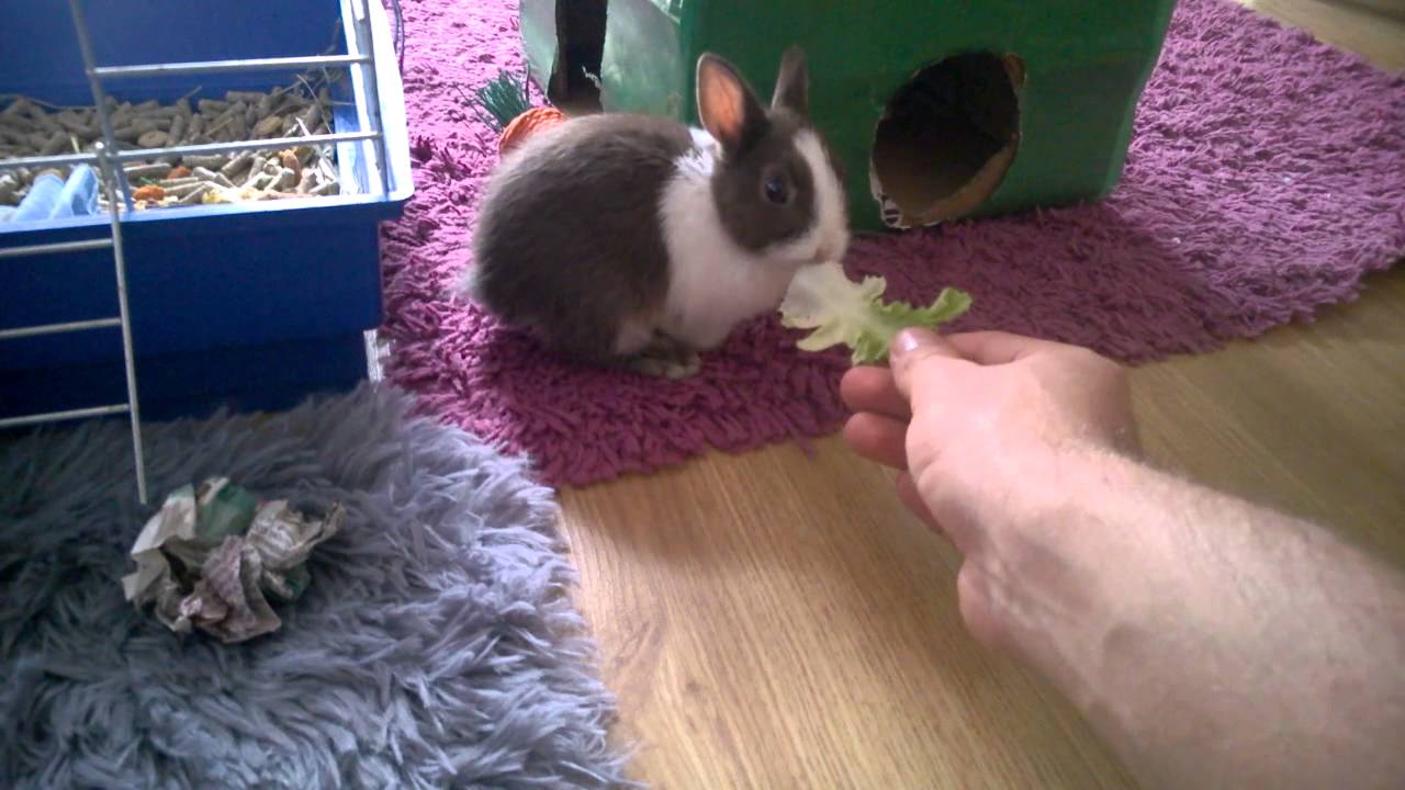 królik miniaturka rabbit crazy #2 - YouTube